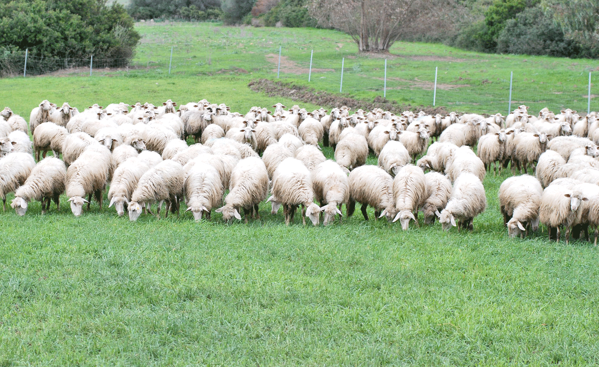 Intervento SRA30 – Benessere degli animali: presentazione delle istanze ...